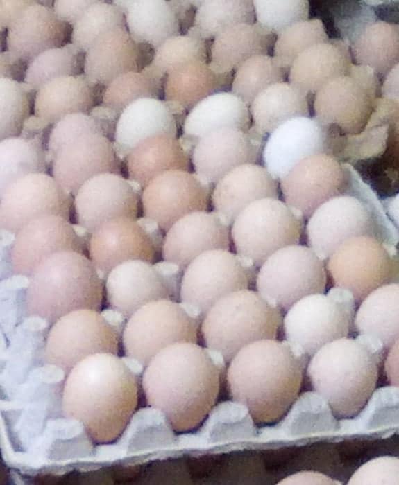 KIENYEJI EGGS – OLS.CO.KE